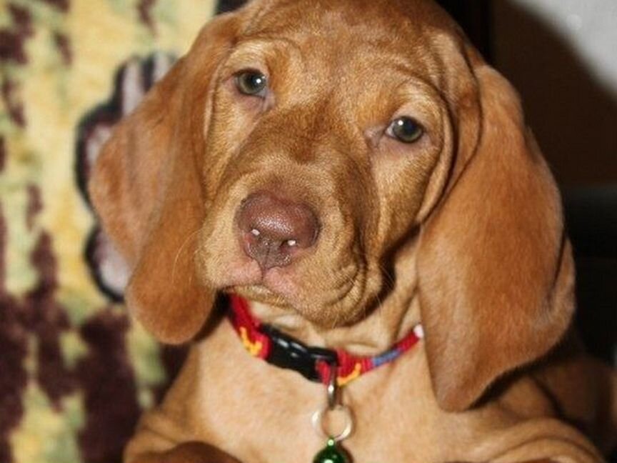 Выжлятки. щенки из питомника. документы РКФ