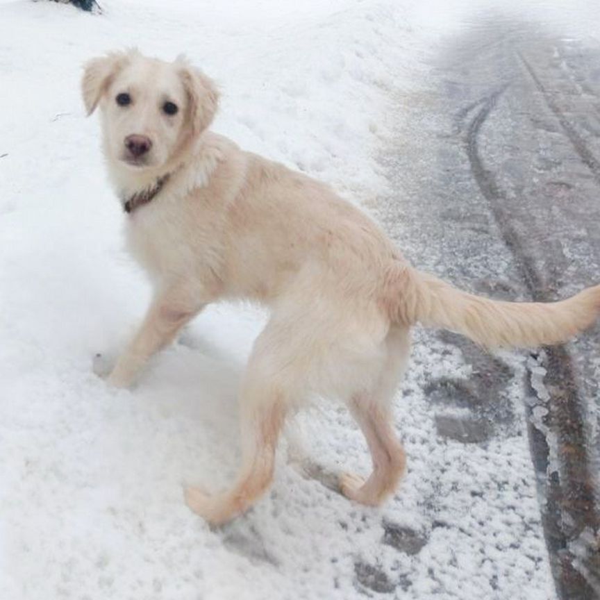 Щенок в добрые руки