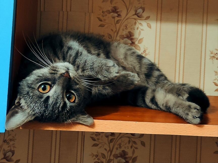 Кошечка