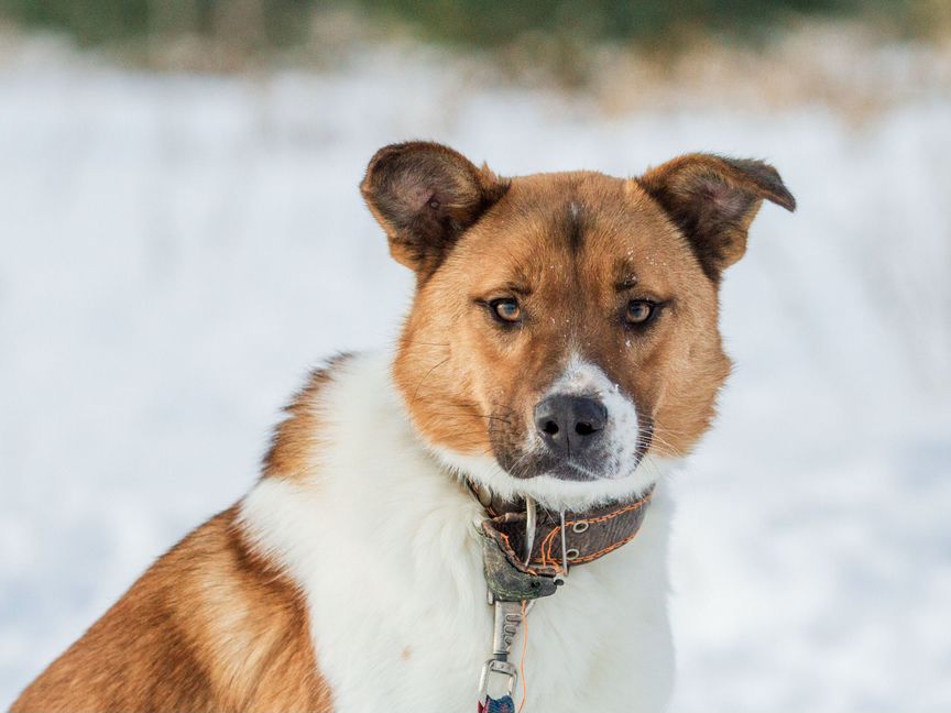 Бус - мощный пес на охрану