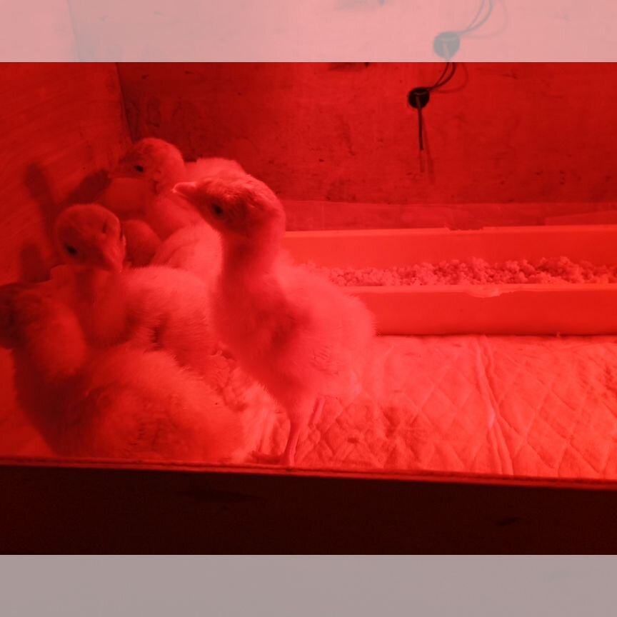 Продам индюшат