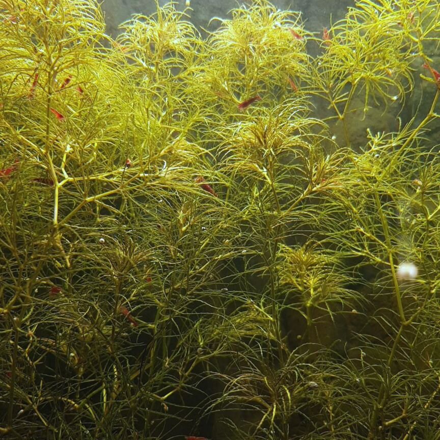 Наяс Рорайма и рдест Гайя - аквариумные растения