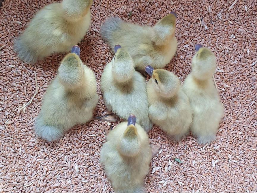 Мускусные утята лавандового окраса