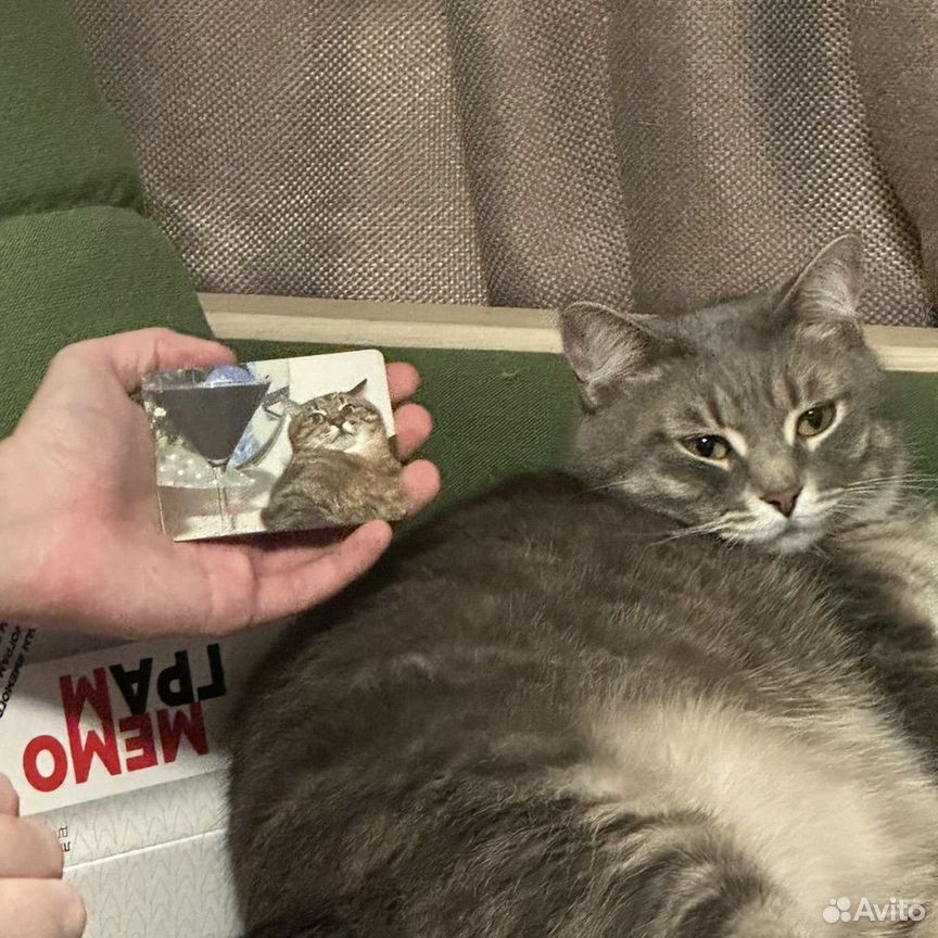 Кот (мальчик 2 года)