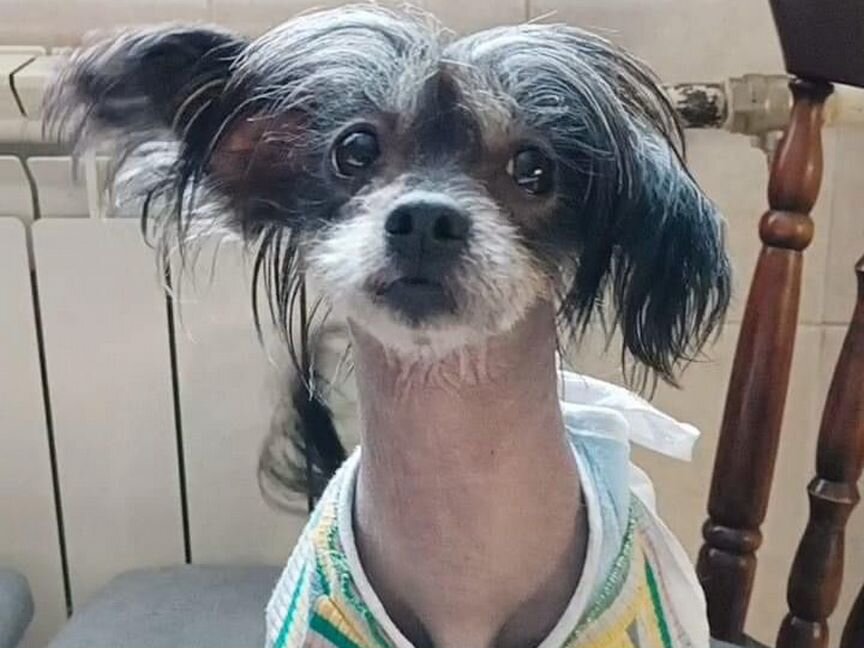 Китайская хохлатая голая