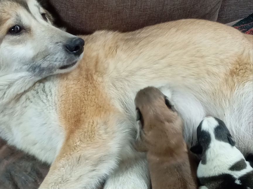 Среднеазиатская овчарка