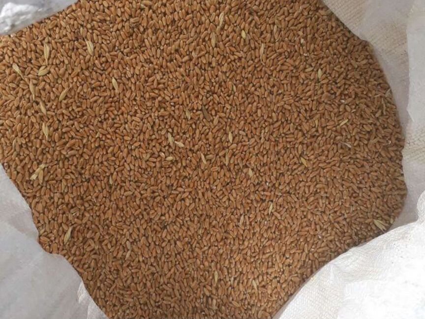 Зерно пшеница