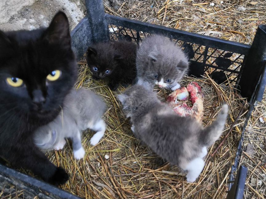 Котята в добрые руки 1 месяц от кошки-охотницы