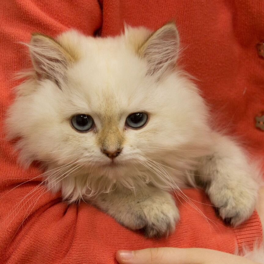 Очаровательный британский котик