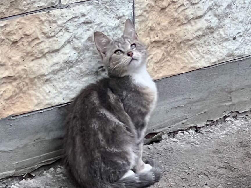 Котенок пепельный