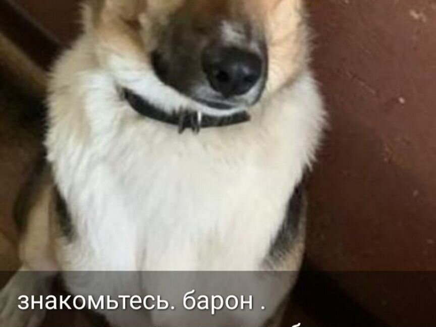 Собака