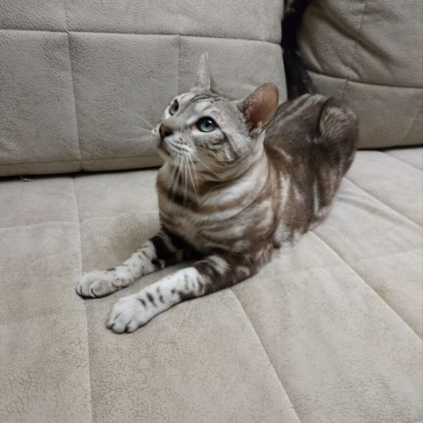 Кот с голубыми глазами