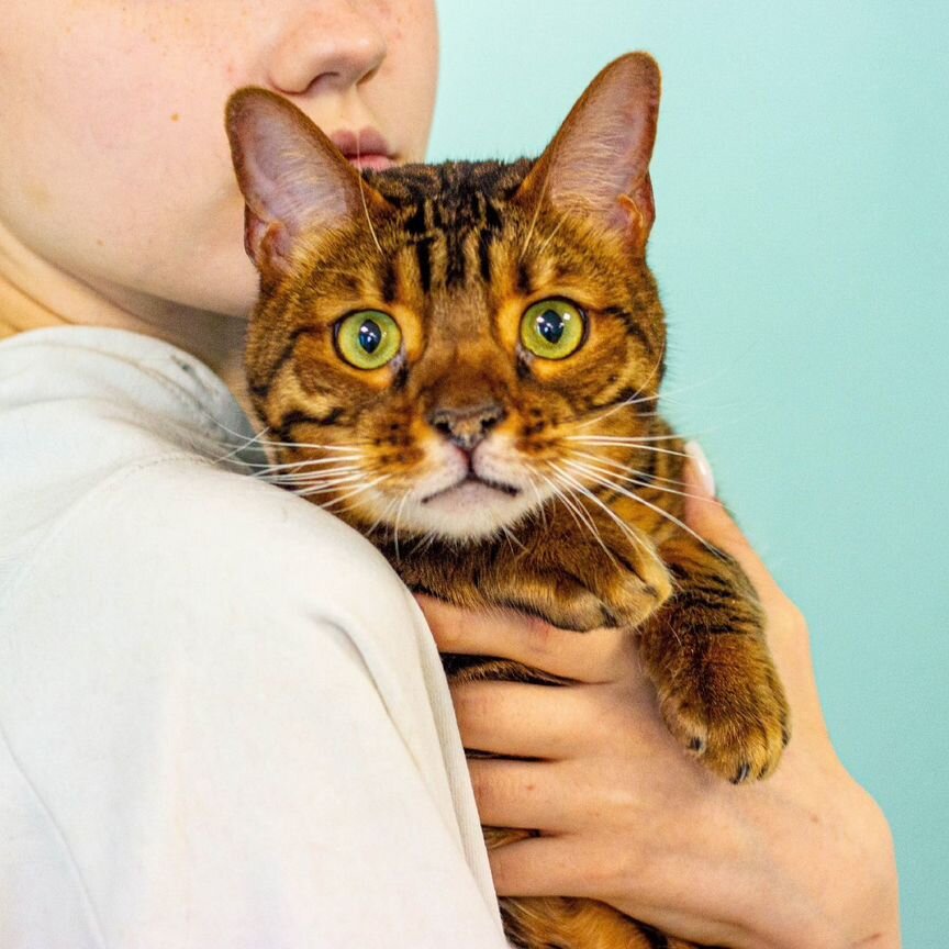 Кот Лео ищет дом