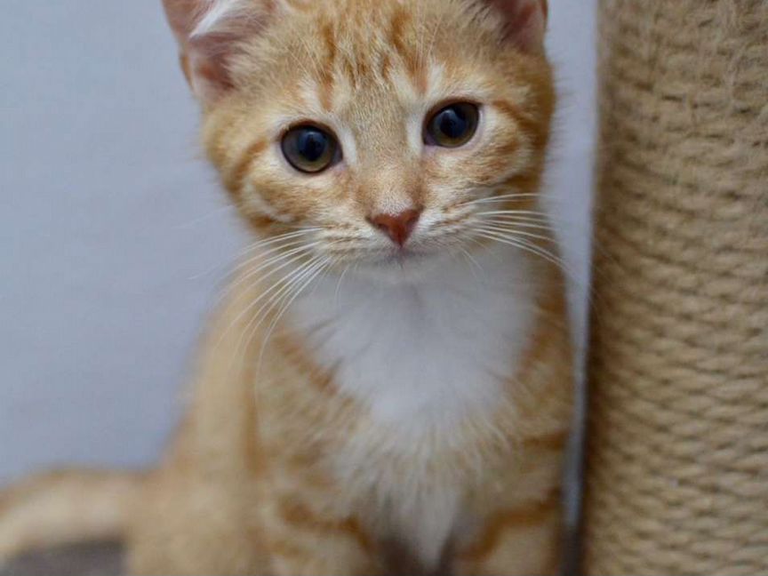 Котенок Малыш