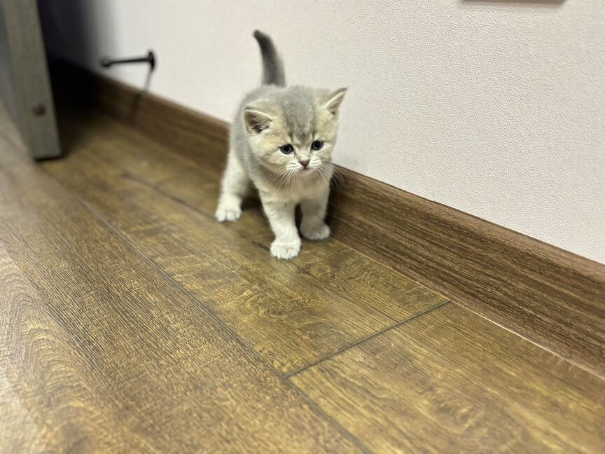 Шотладские котята