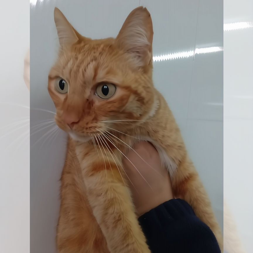 Кот в добрые руки