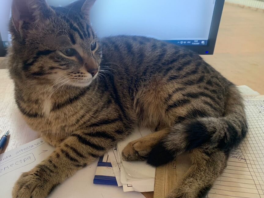 Отдам в добрые руки котиков