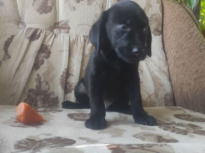 Щенки лабрадора