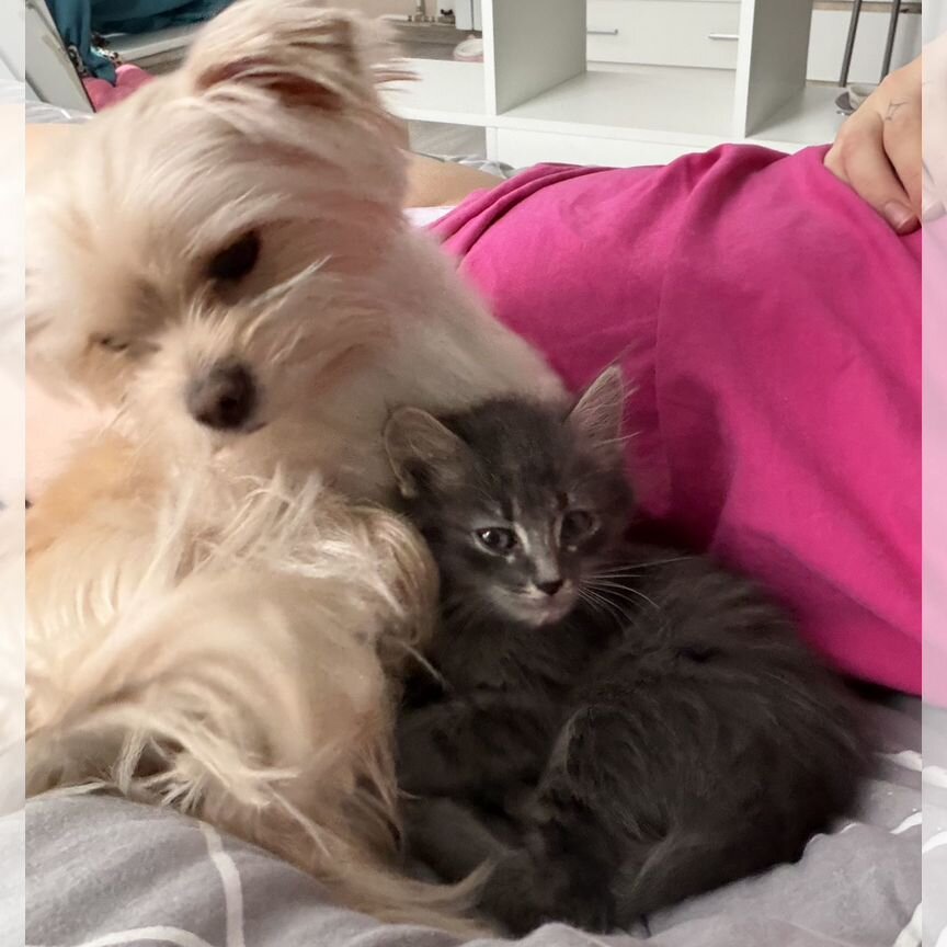 Котёнок от частного владельца