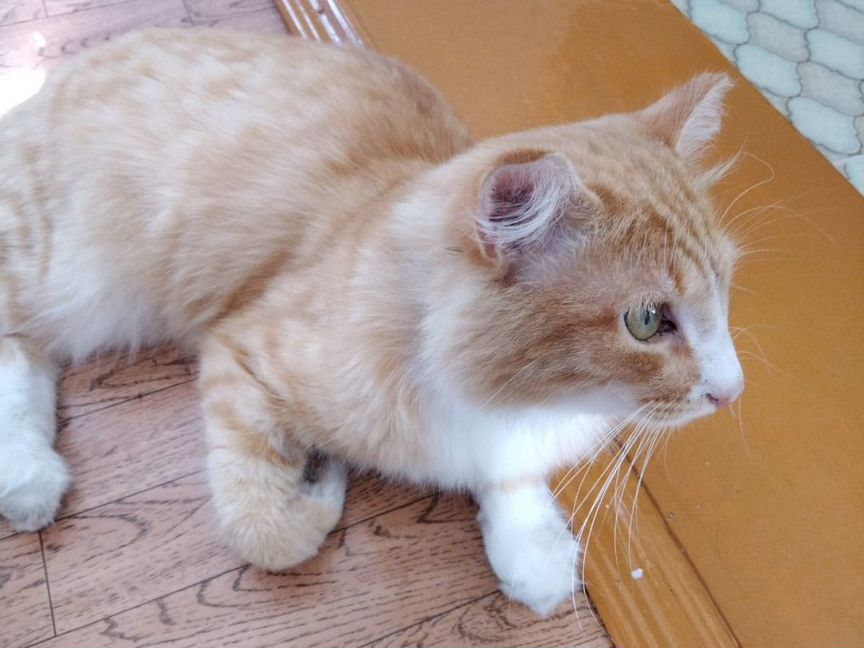 Кот