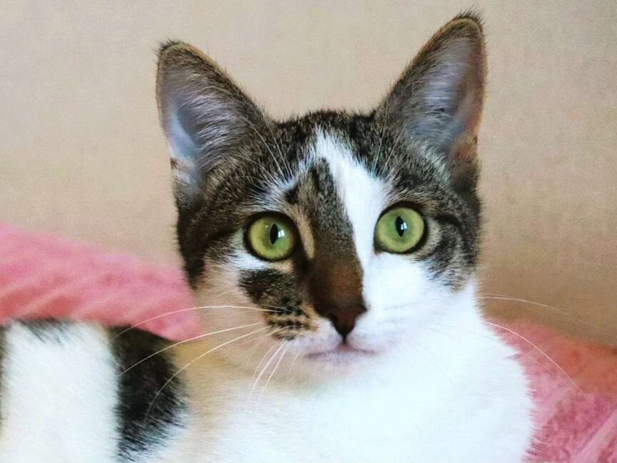 Котенок в добрые руки, бесплатно