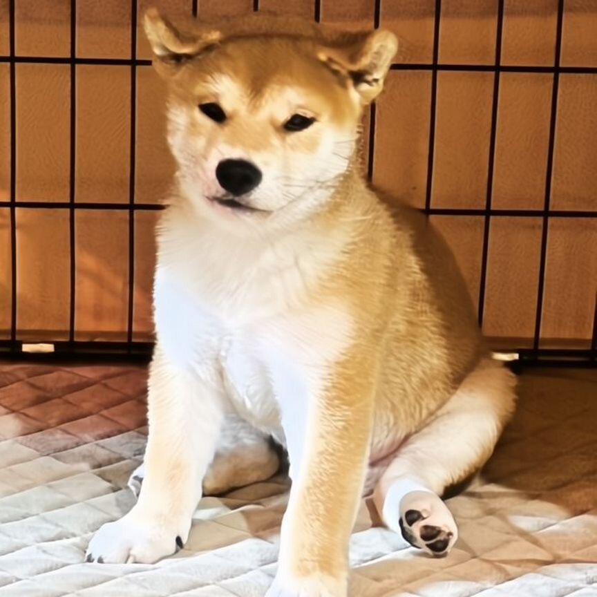 Сиба-ину, щенок