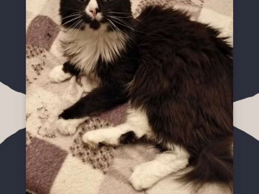 Кот в добрые руки