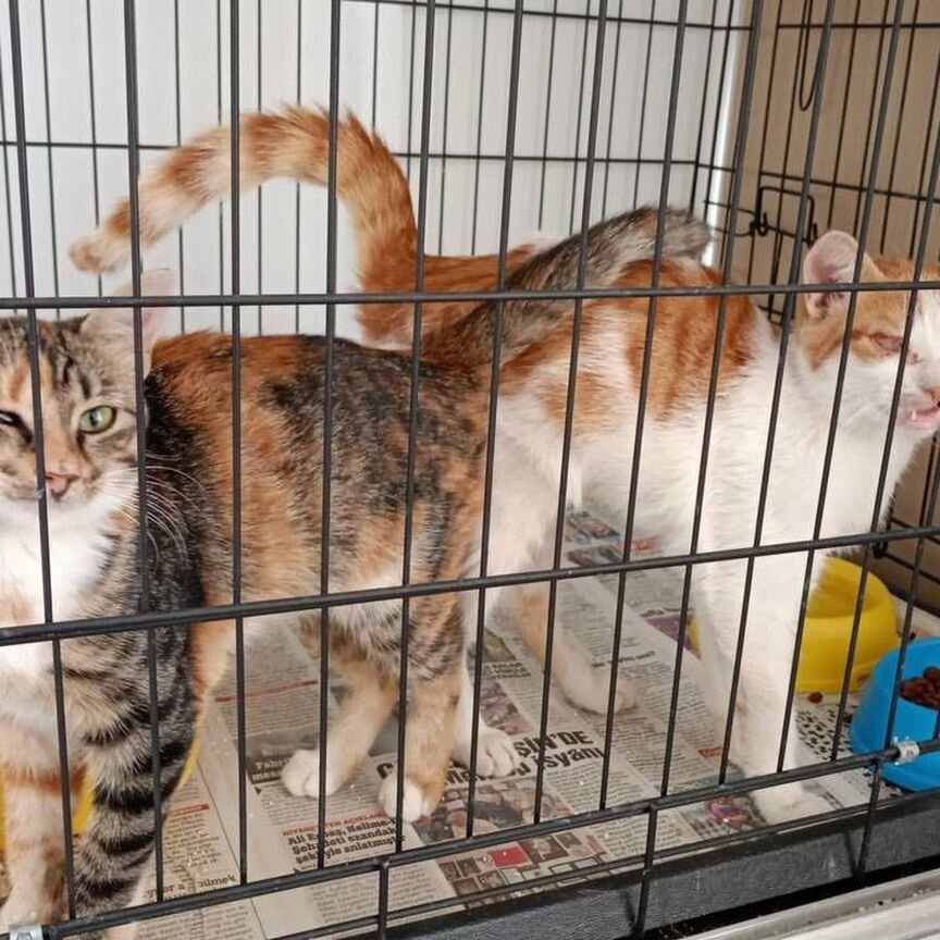 Котики, мальчик и девочка 6 мес
