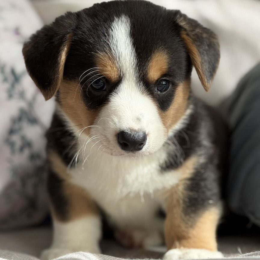 Вельш Корги Кардиган, щенок