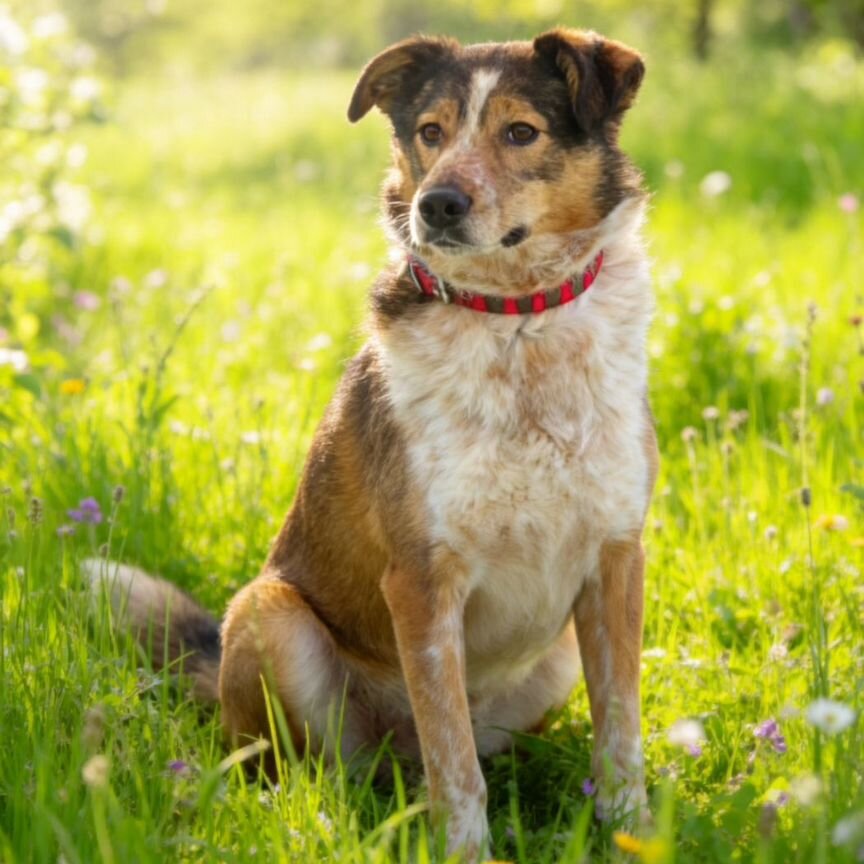 Взрослая собака в добрые руки