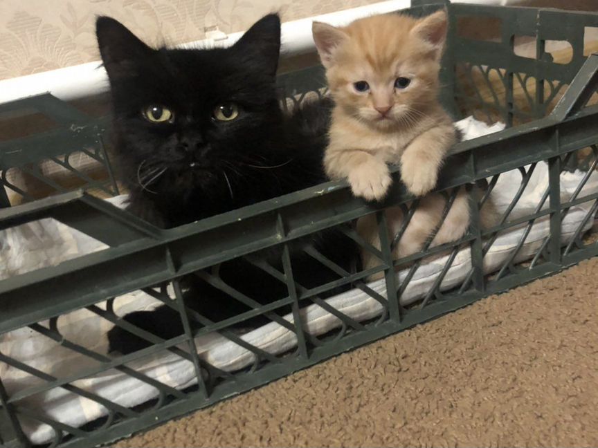 Котята