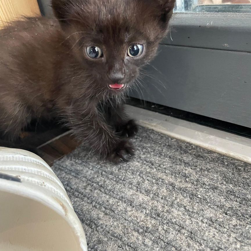 Домашние котята ищут дом