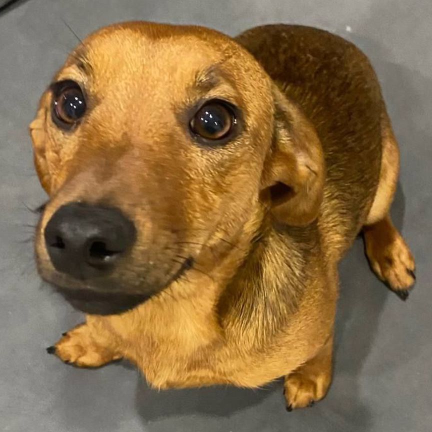 Взрослая собака в добрые руки