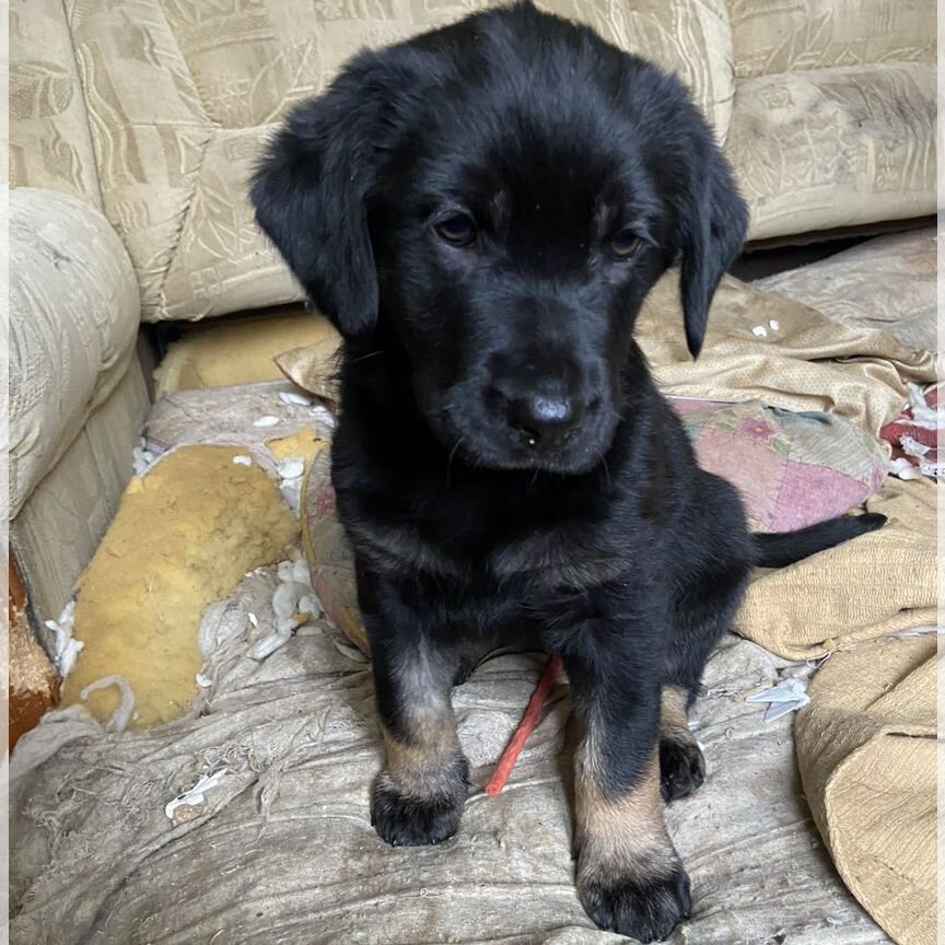 Щенок в добрые руки