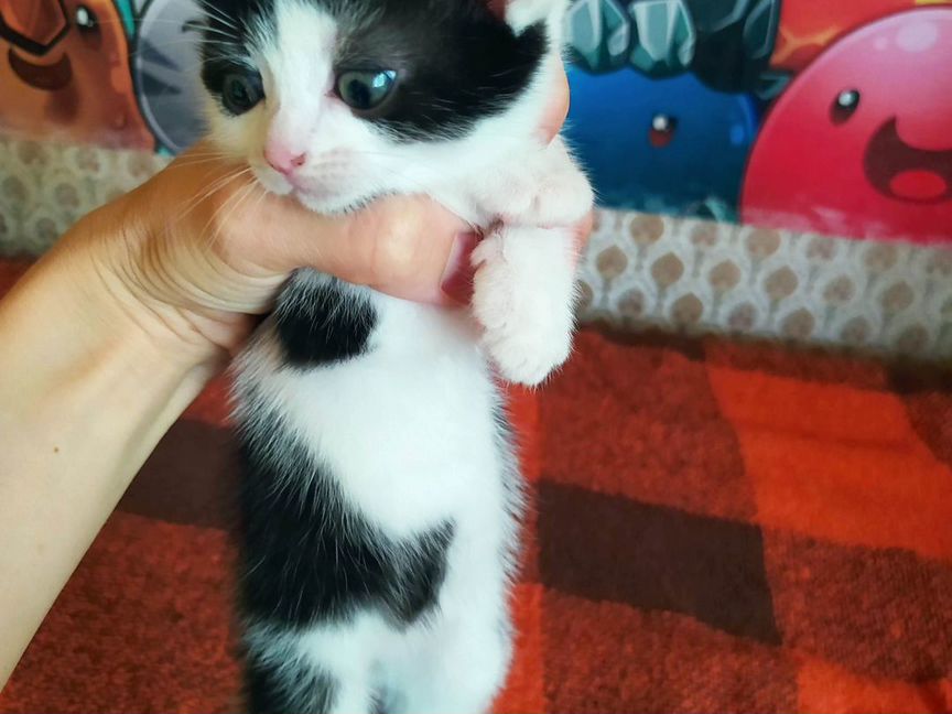 Котята,кошка