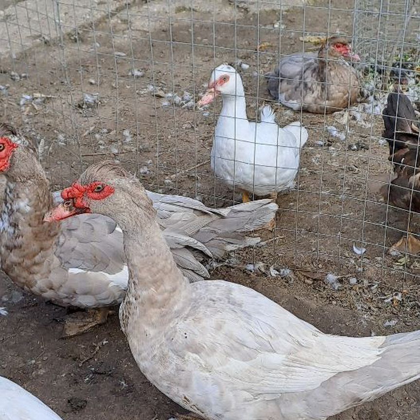 Мускусные утки тяжелые линии