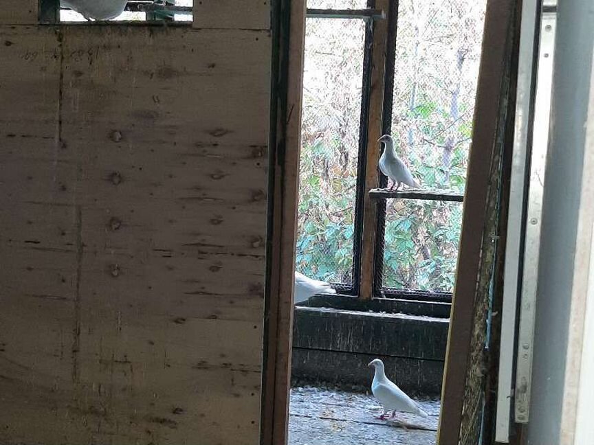 Белые голубь для свадеб