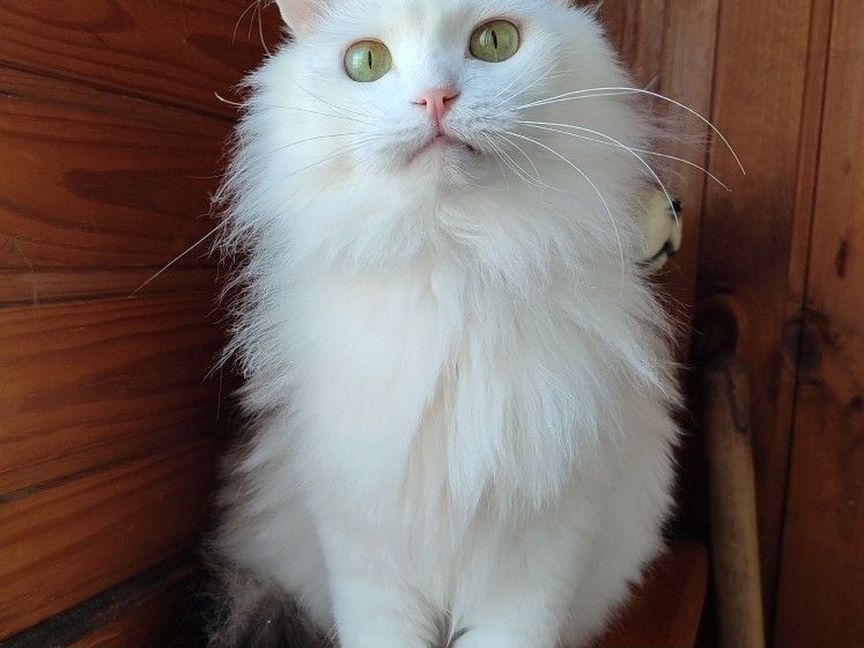 Нежный котик ищет дом