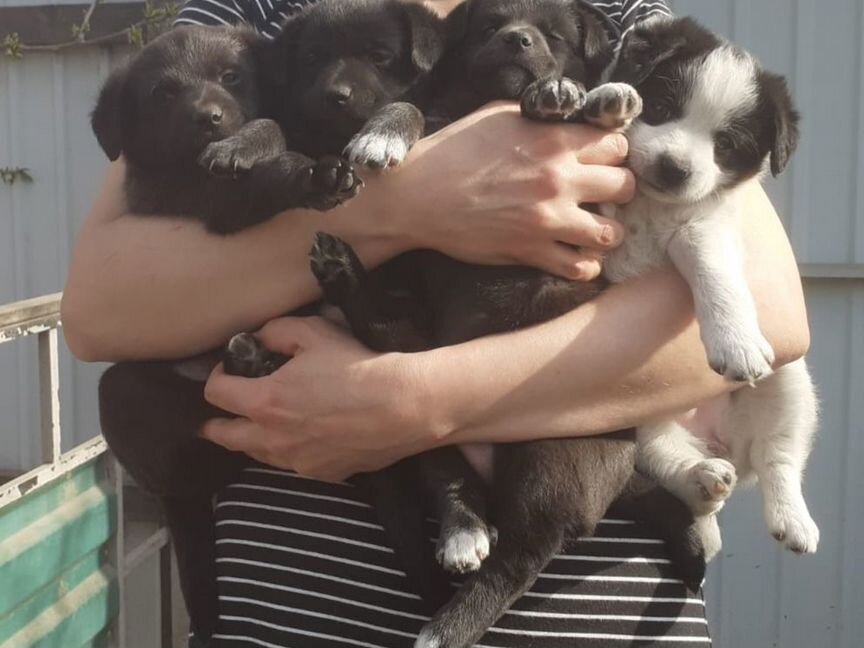 Щеночки в Добрые руки