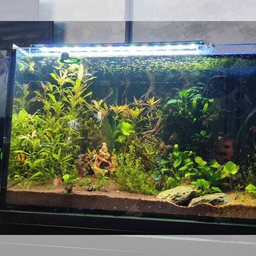 Аквариумные растения