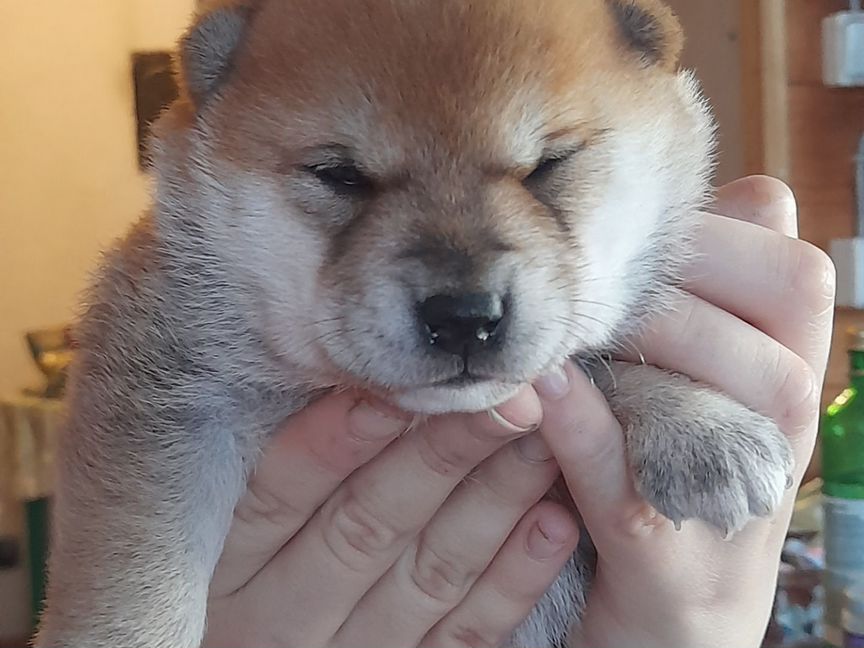 Акита сиба ину