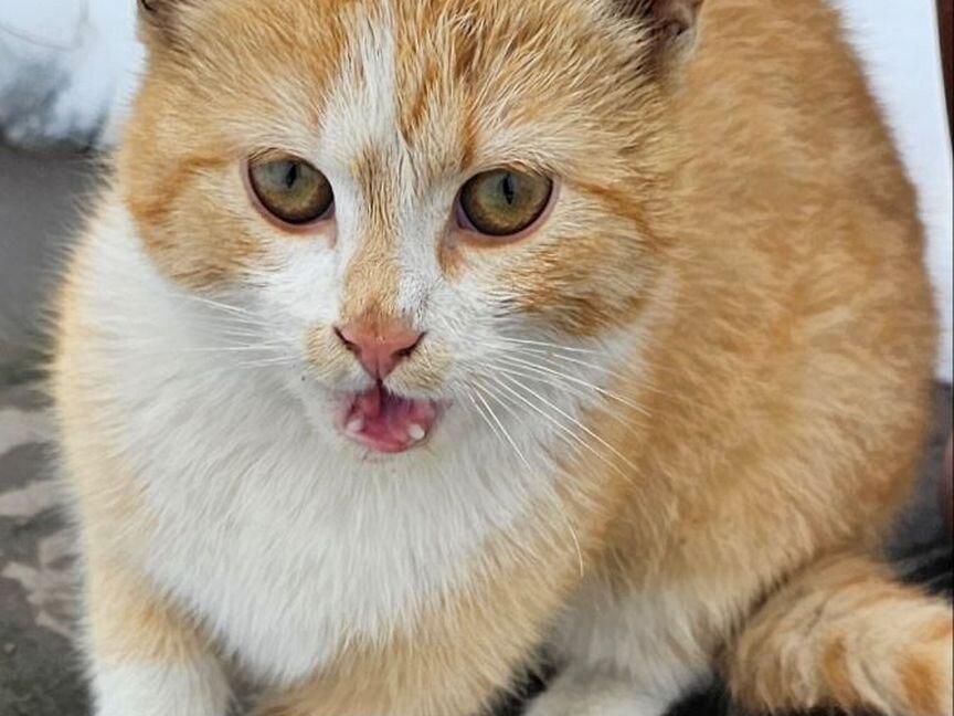 Котики голодные малыши рыжики