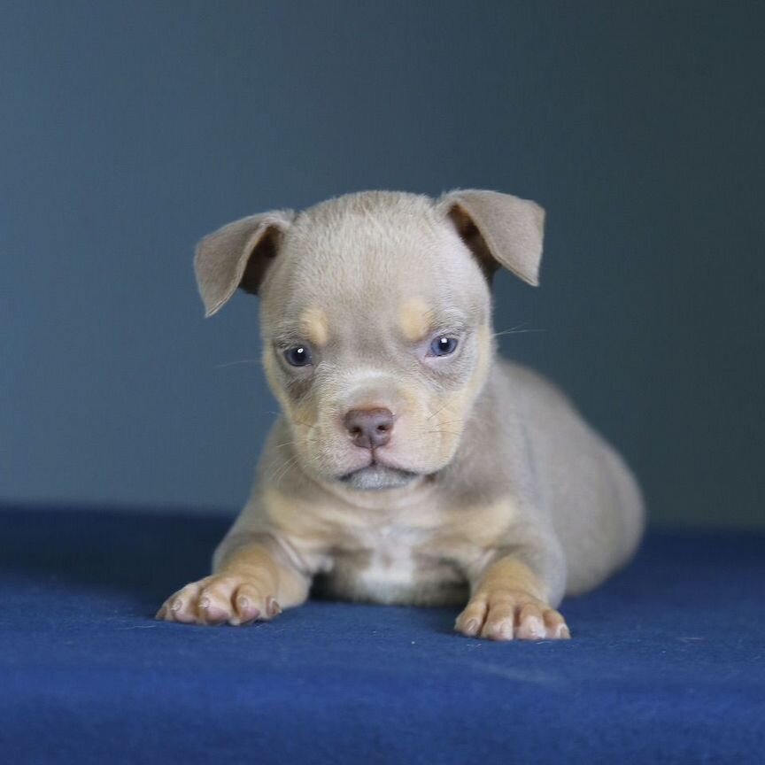 Щенки американского булли