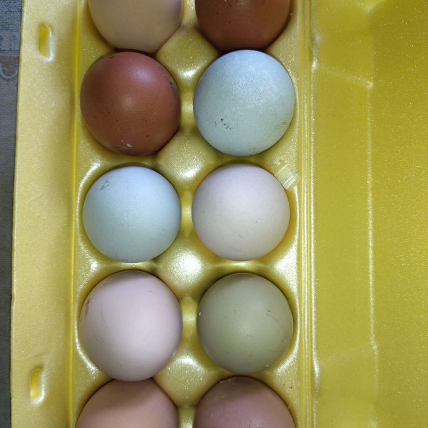 Инкубационное яйцо кур