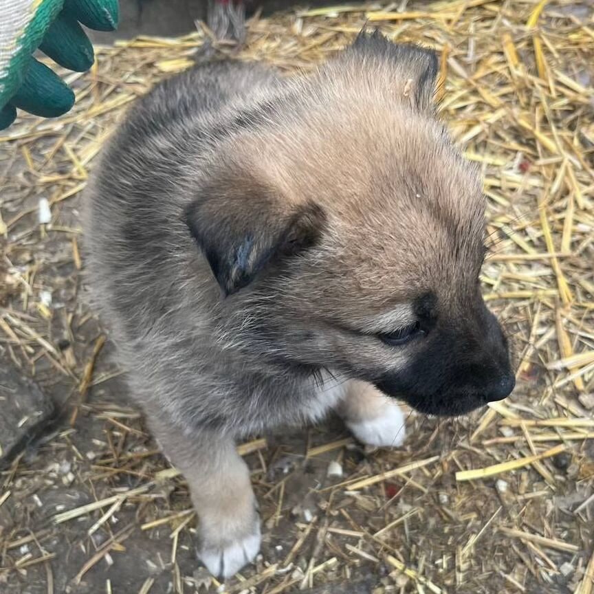 Среднеазиатская овчарка, щенок