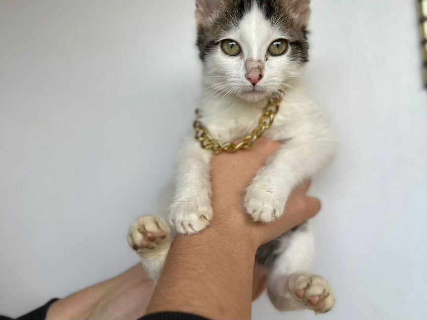 Котенок из приюта