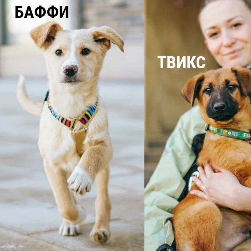 Щенок в добрые руки