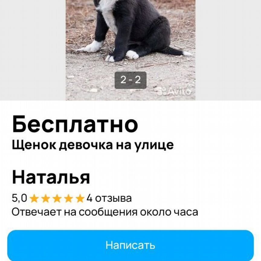 Собака в добрые руки