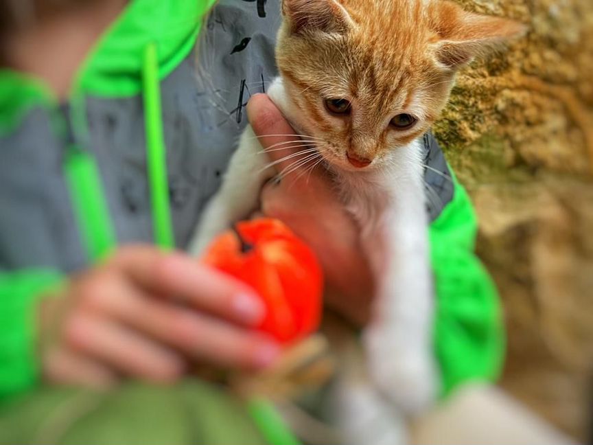 Котенок Венера ищет дом