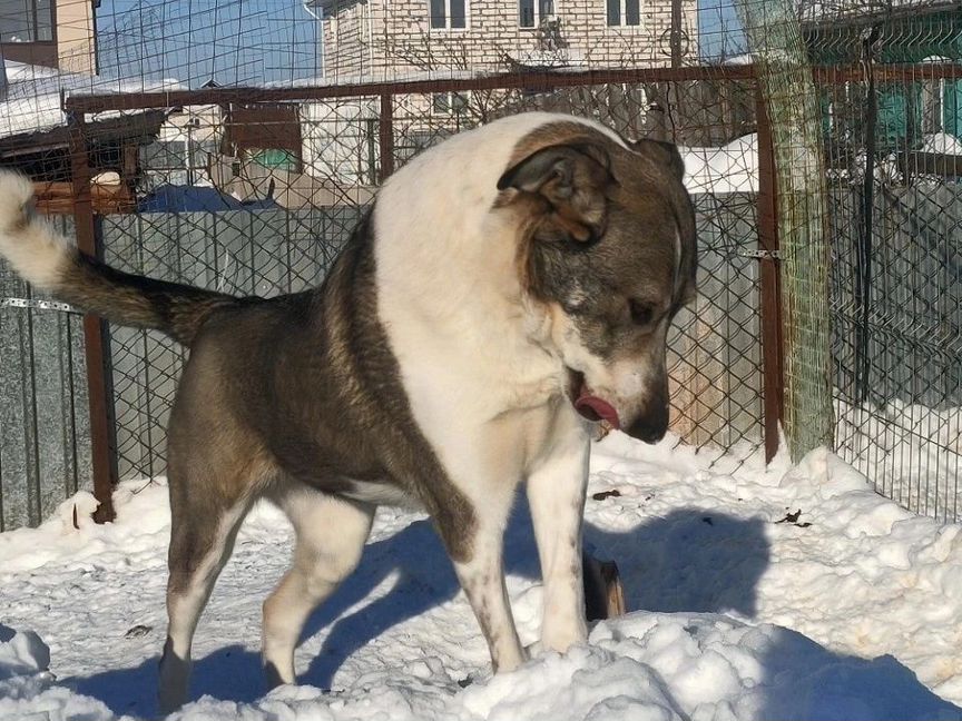 Собака без кисти на лапке